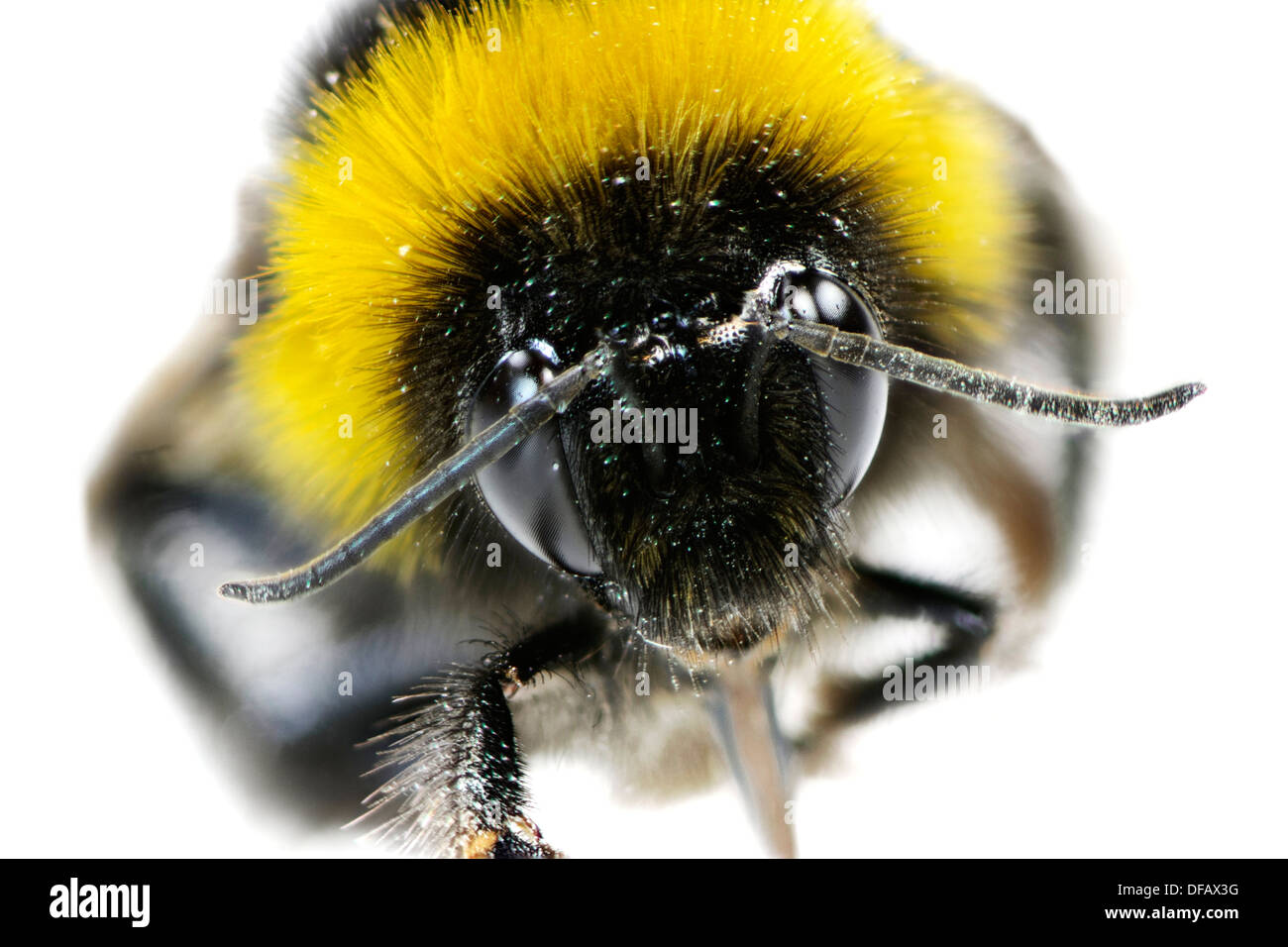 Macro of a bumblebee head on white Stock Photo - Alamy