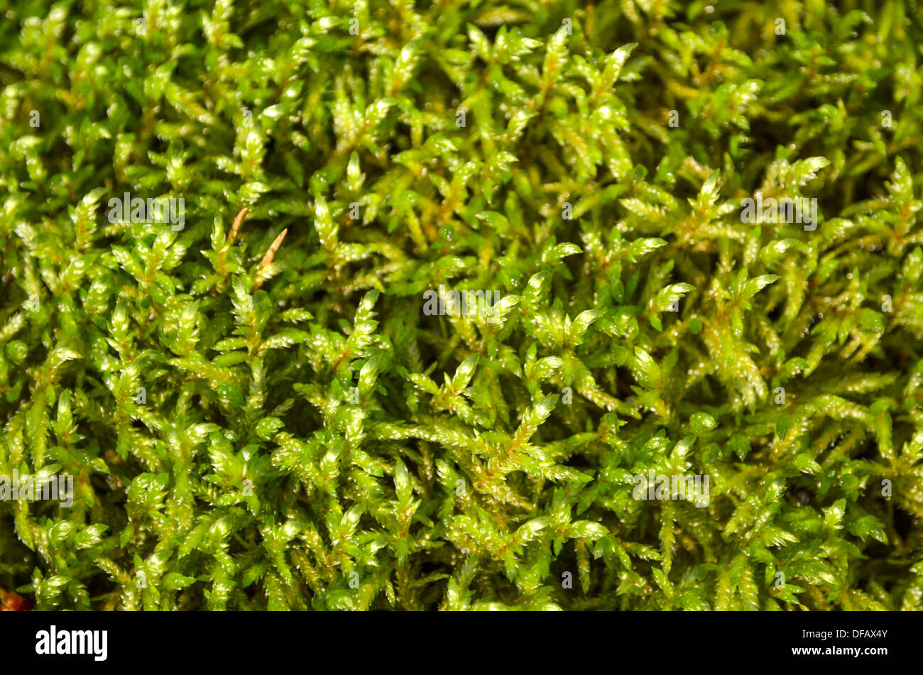 Moss as a background hi-res stock photography and images - Alamy