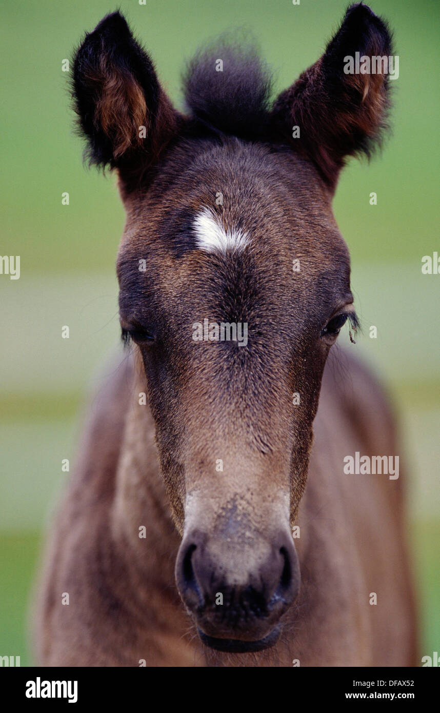 Foal head in close-up. Medle, Västerbotten, Sweden Stock Photo - Alamy