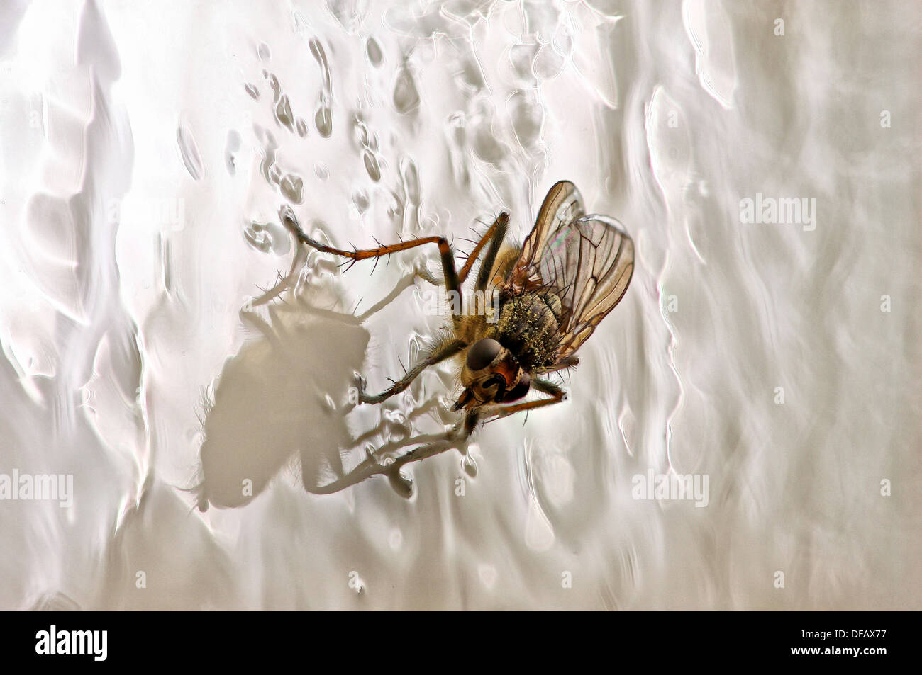 Small fly stuck on wet paint Stock Photo - Alamy