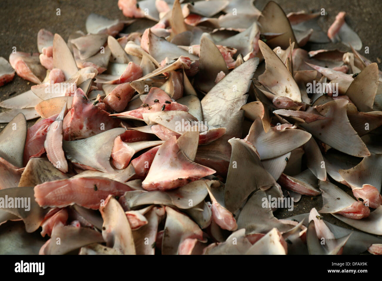 A pile of Shark fins for sale. in a market in Conakry Guinea , West ...