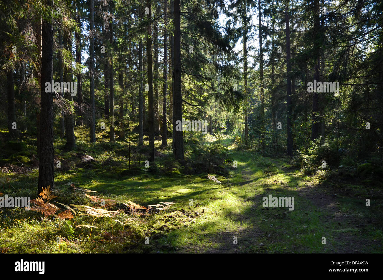 Sweden forest hi-res stock photography and images - Alamy