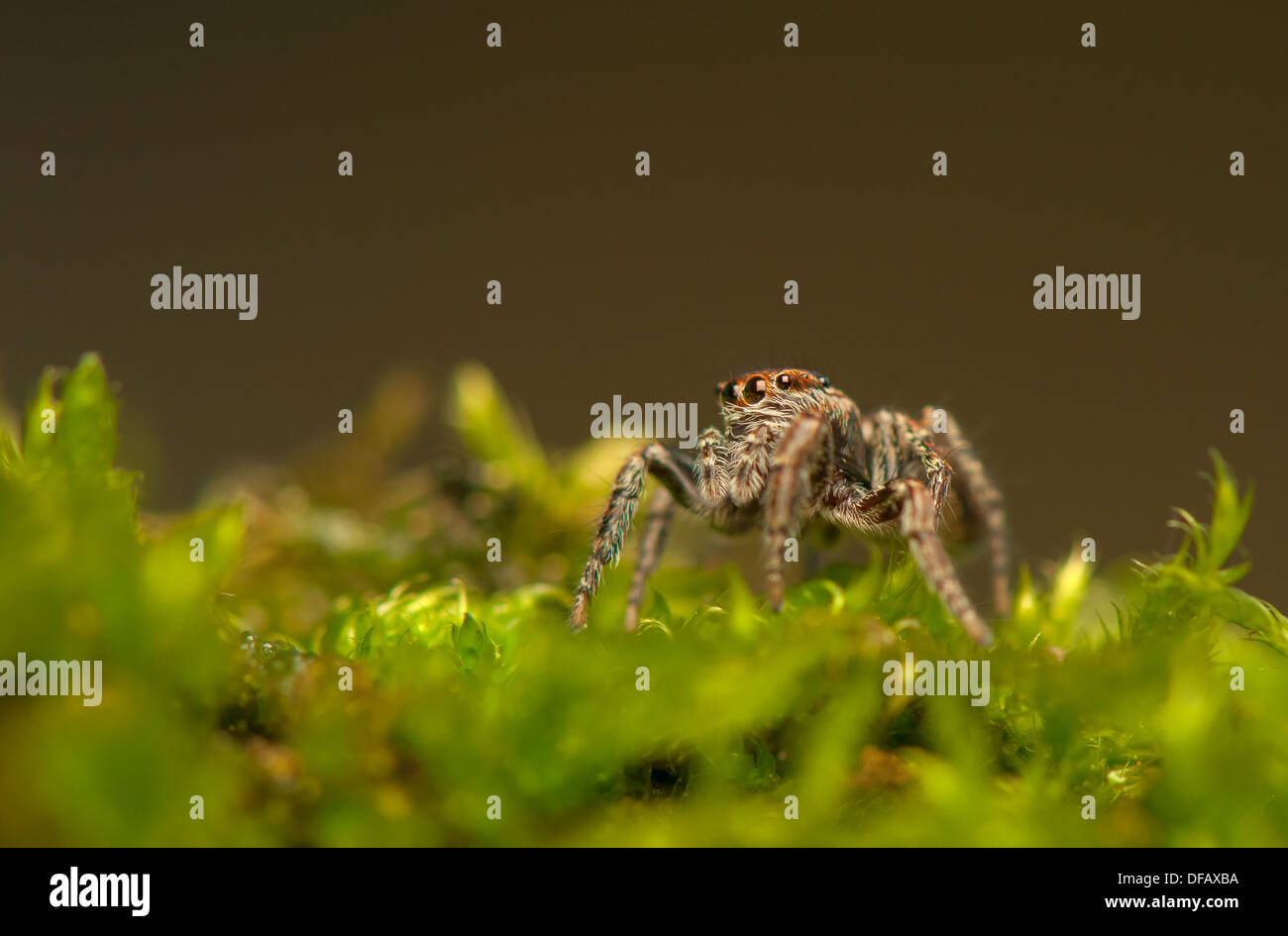 Evarcha - Jumping spider Stock Photo - Alamy