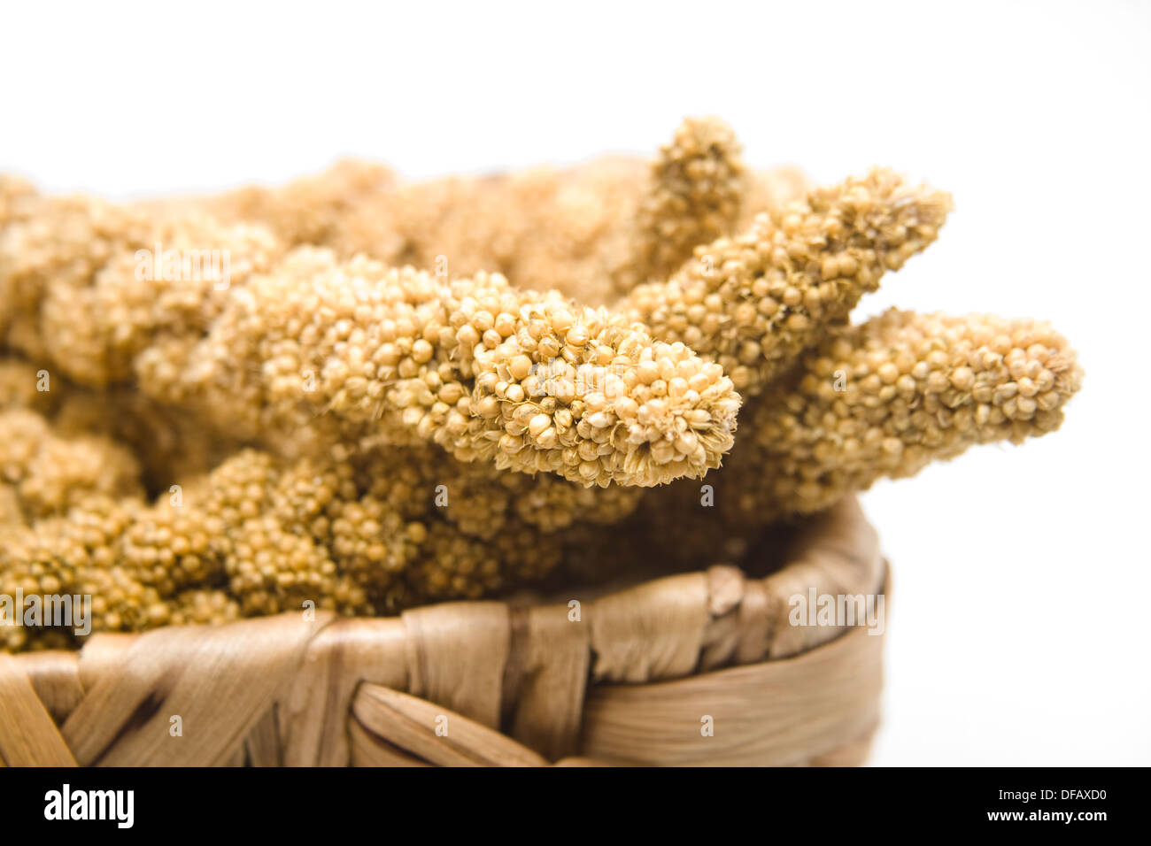 Bird millet in the basket Stock Photo - Alamy