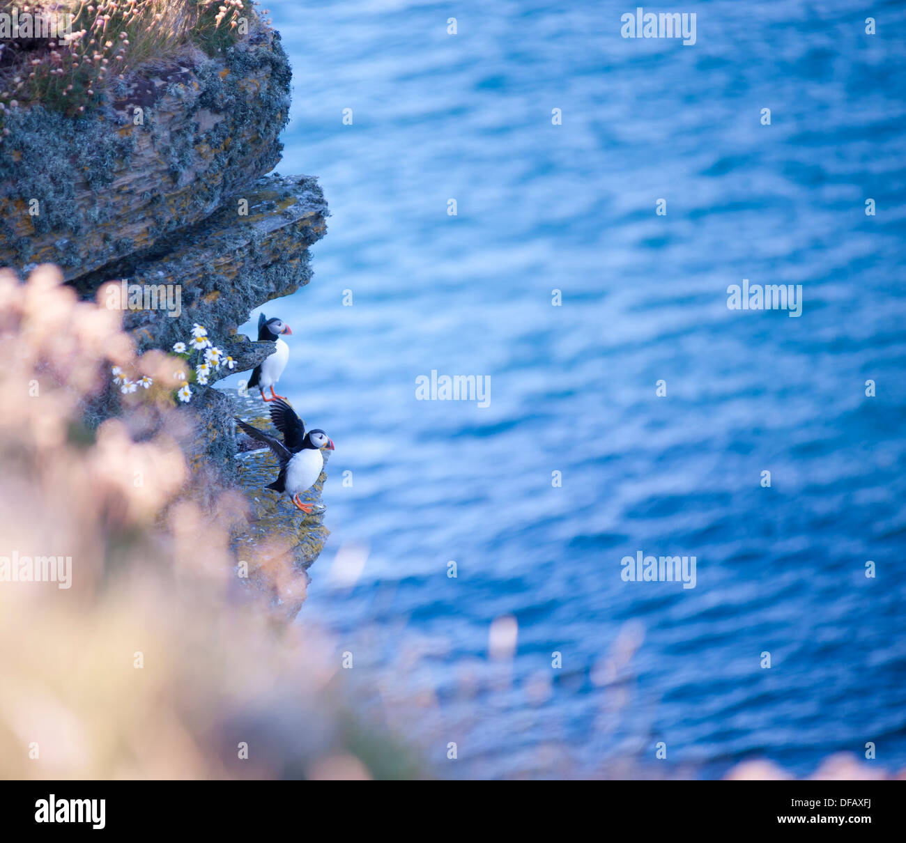 puffins on cliff rock ledge preparing to take off Stock Photo - Alamy