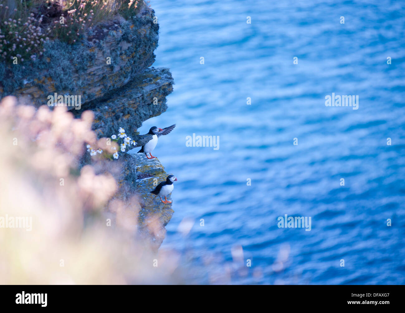 puffins on a cliff ledge getting ready to take off Stock Photo - Alamy