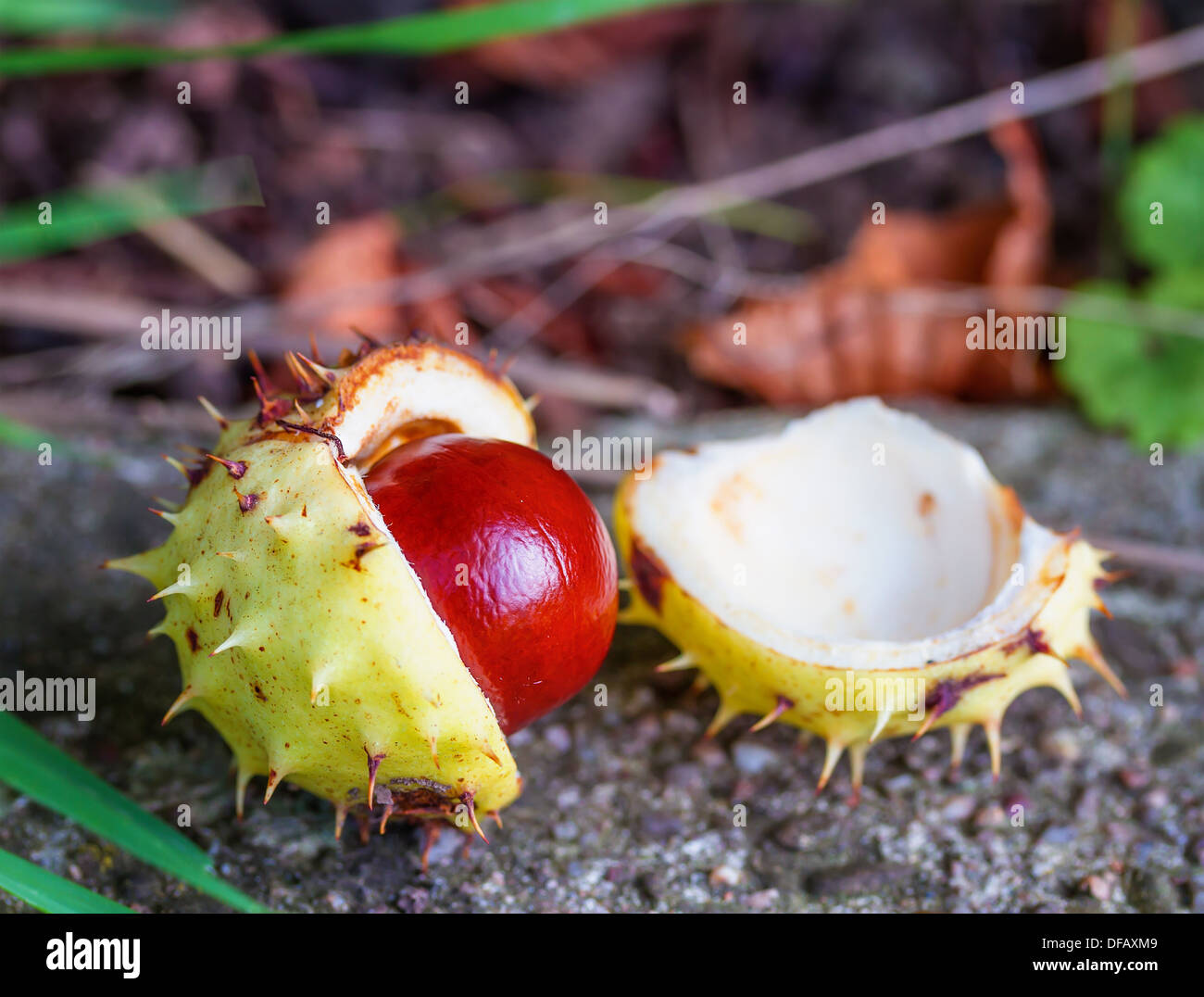 Chestnut fruit of a close-up Stock Photo - Alamy