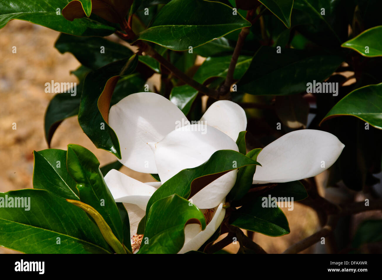 Views of Quinta Nova Vinyards,Estate,River Douro,Vines,Terraces ...