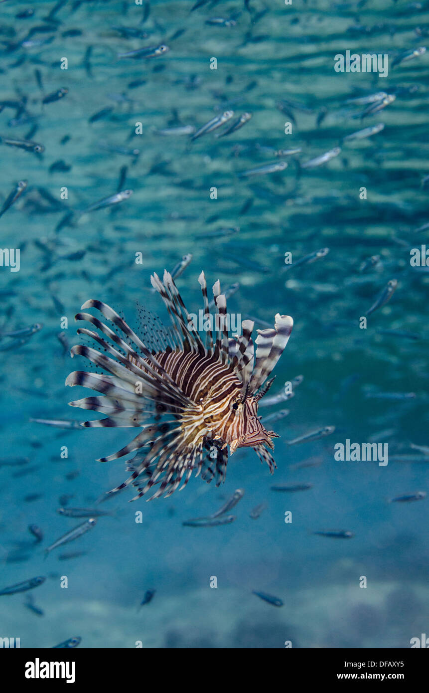 Glassfish hi-res stock photography and images - Alamy