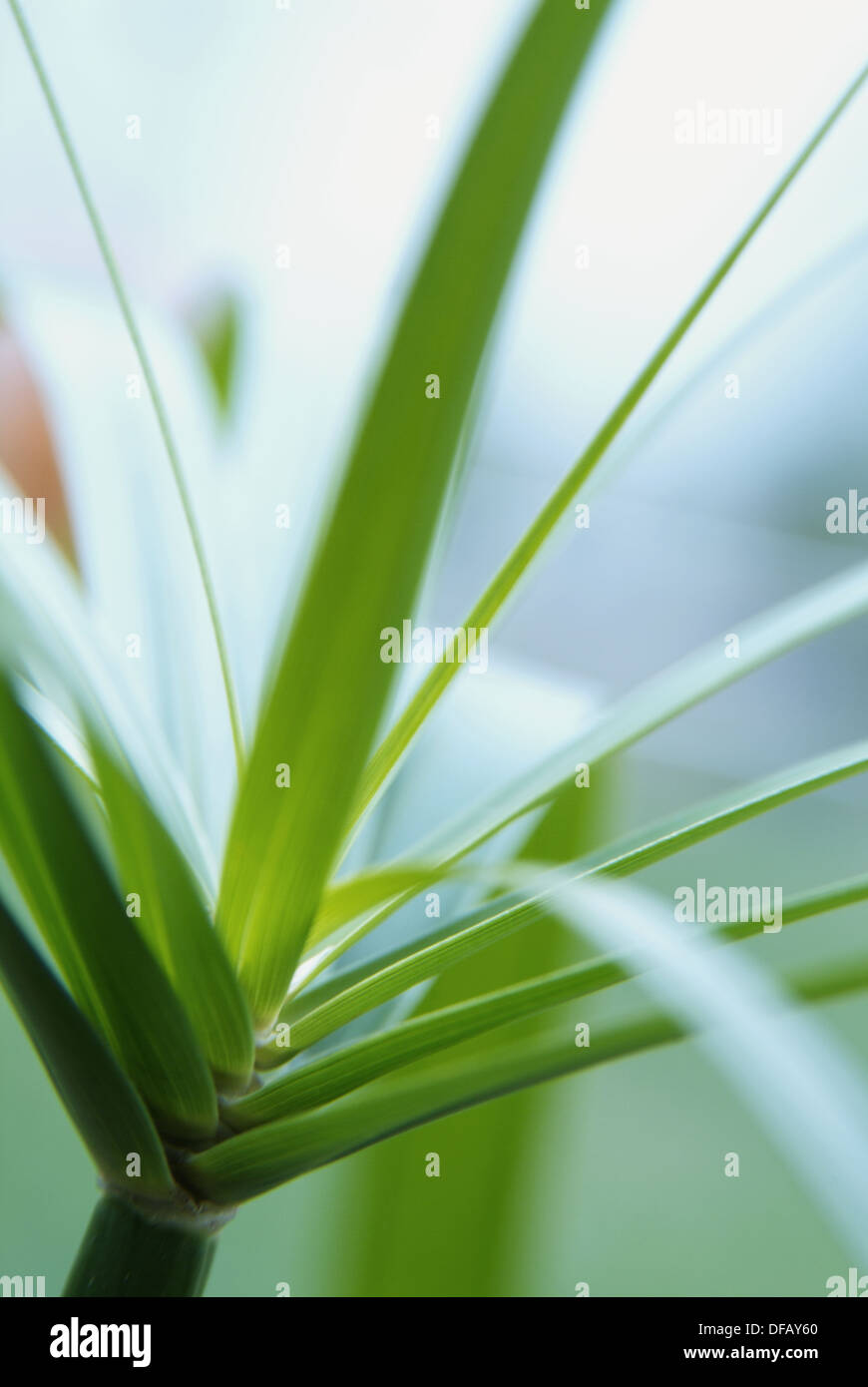 Papyrus Leaf High Resolution Stock Photography and Images - Alamy