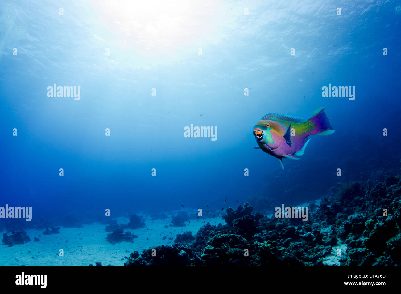 Parrotfish underwater hi-res stock photography and images - Alamy