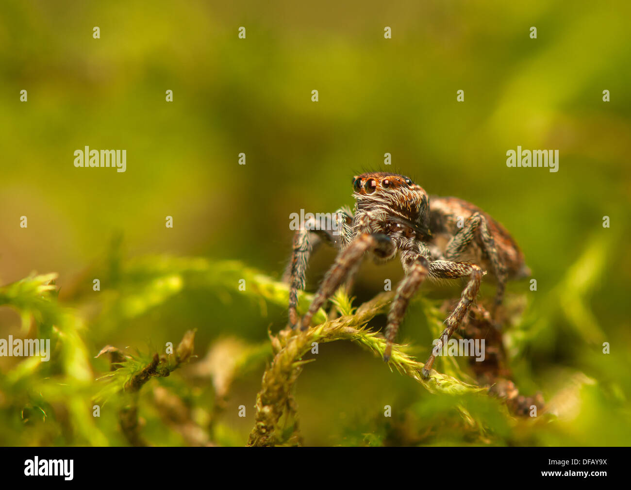 Evarcha - Jumping spider Stock Photo - Alamy