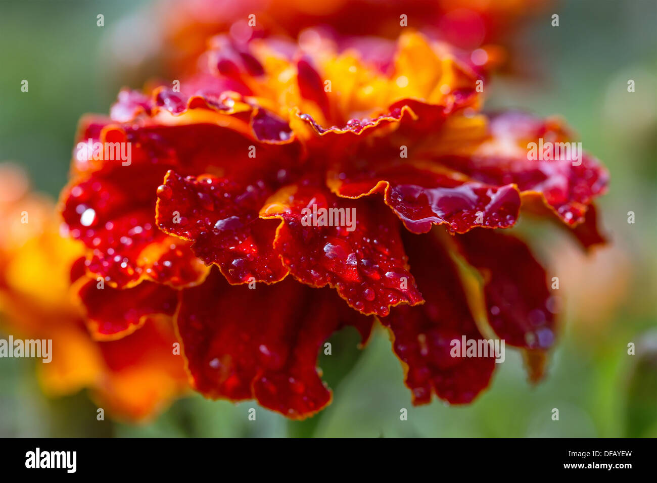 Marigold flower close hi-res stock photography and images - Alamy