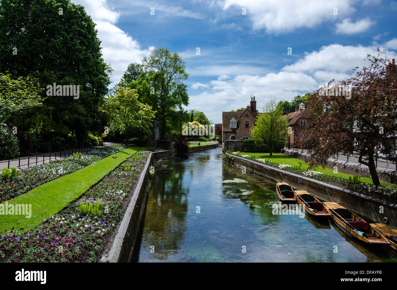 Riverside plants hi-res stock photography and images - Alamy
