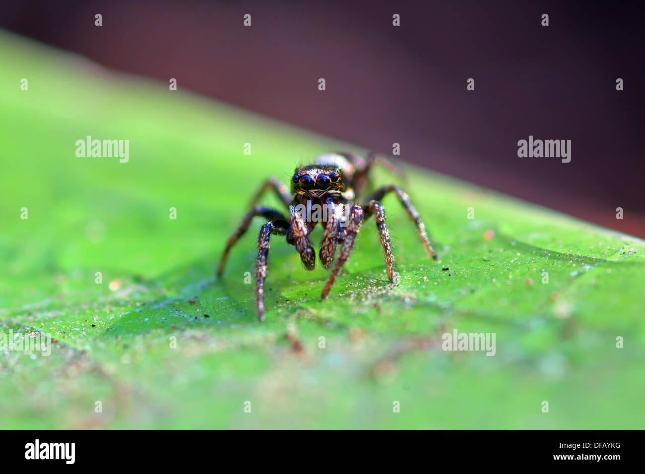 Jumping spider UK Stock Photo - Alamy