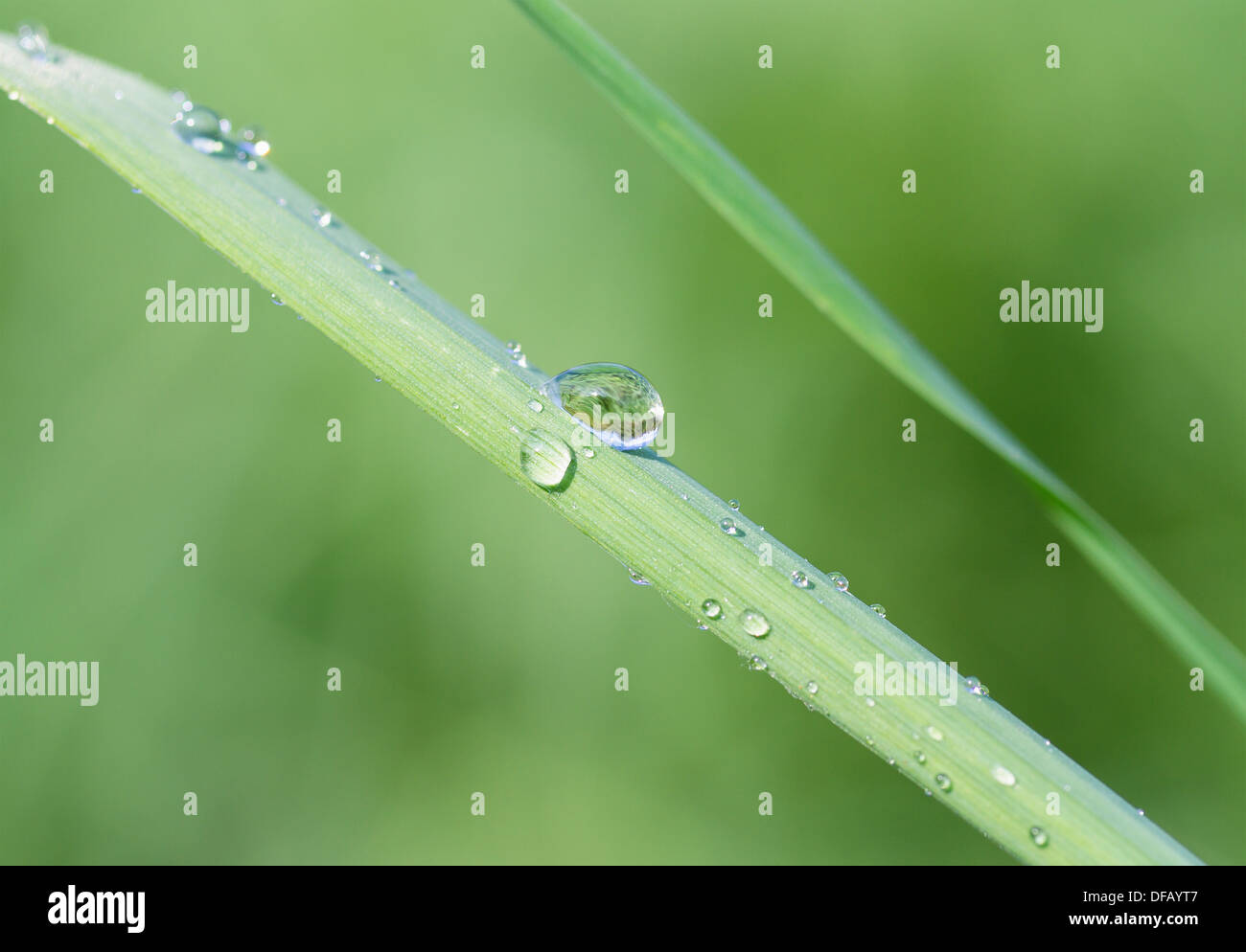 drop of dew on the grass Stock Photo - Alamy