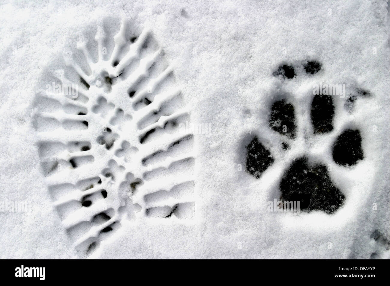 Wolf Print High Resolution Stock Photography and Images - Alamy