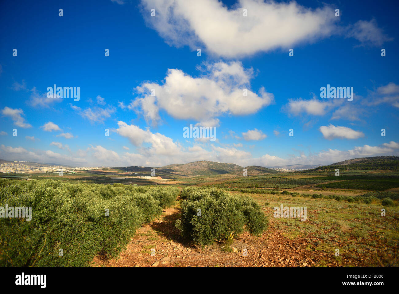Lebanon landscape olive tree hi-res stock photography and images - Alamy