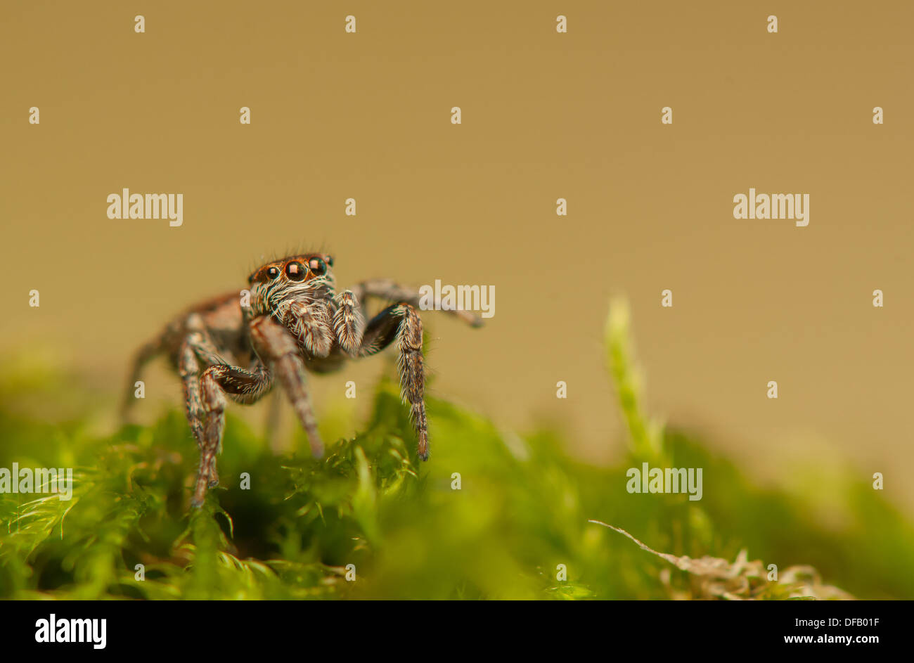 Evarcha Falcata, High Resolution Stock Photography and Images - Alamy