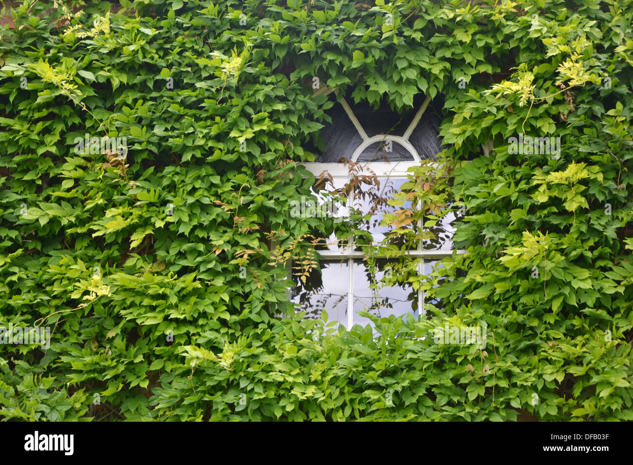 venetian window covered in foliage Stock Photo - Alamy