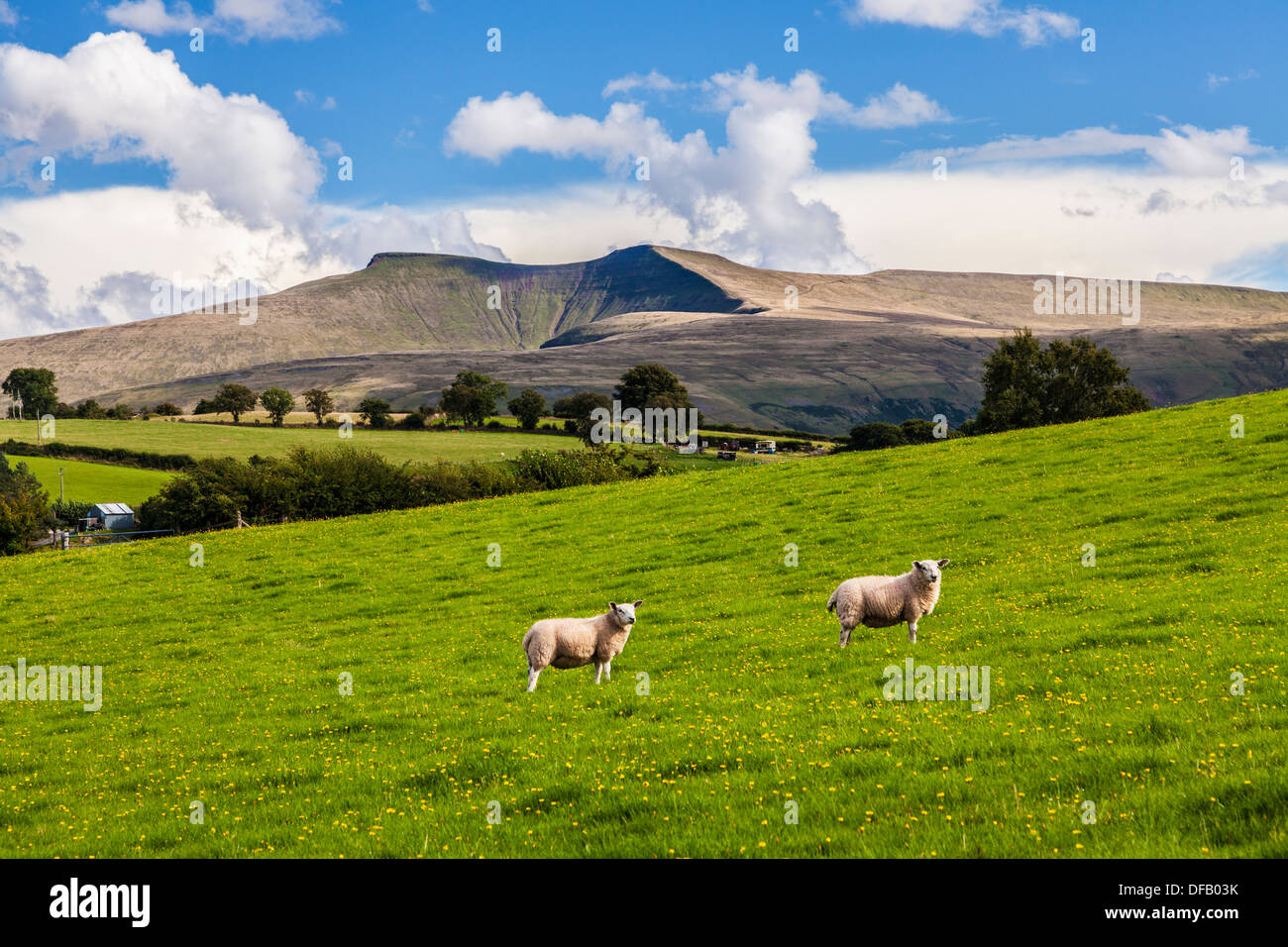 Two Welsh sheep in a field against the backdrop of Pen y Fan and Corn ...