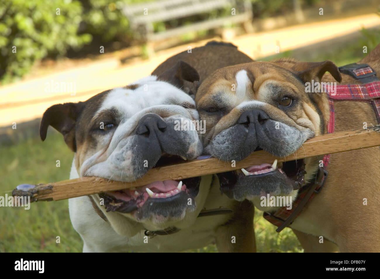 English bulldogs hi-res stock photography and images - Alamy