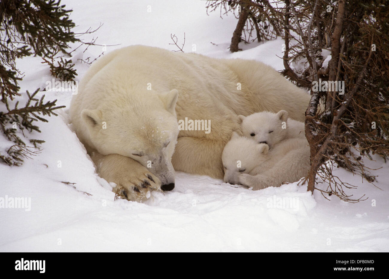 Polar Bear Cubs Sleeping
