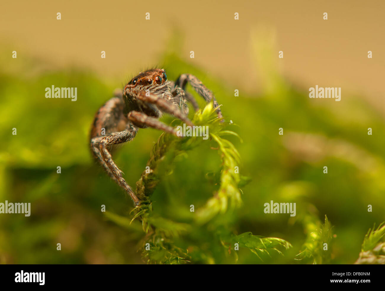 Falcata jumping hi-res stock photography and images - Alamy