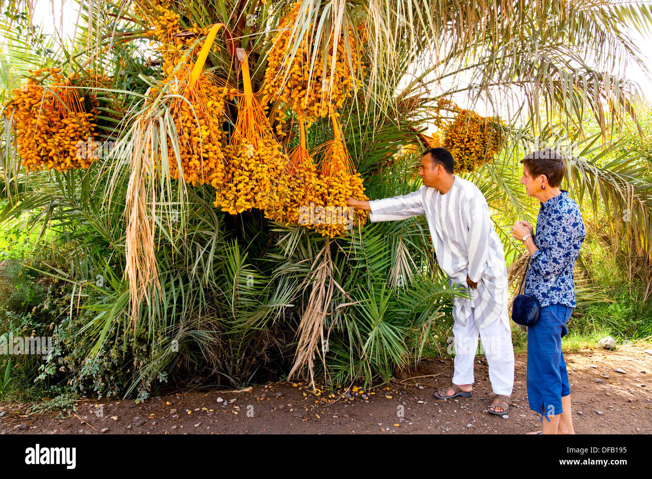 Palm grove in draa valley hi-res stock photography and images - Alamy