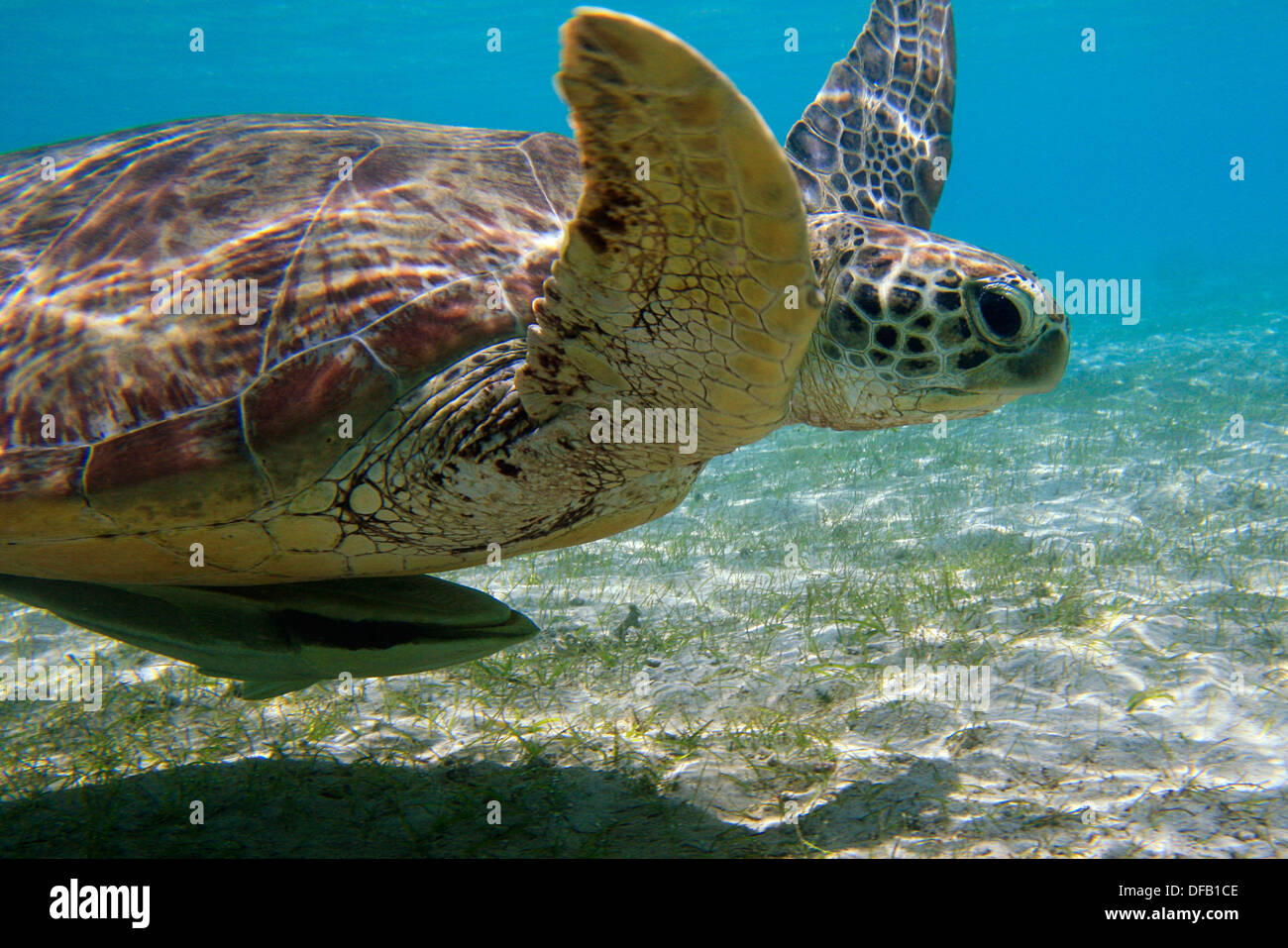 Mayotte Comores High Resolution Stock Photography and Images - Alamy