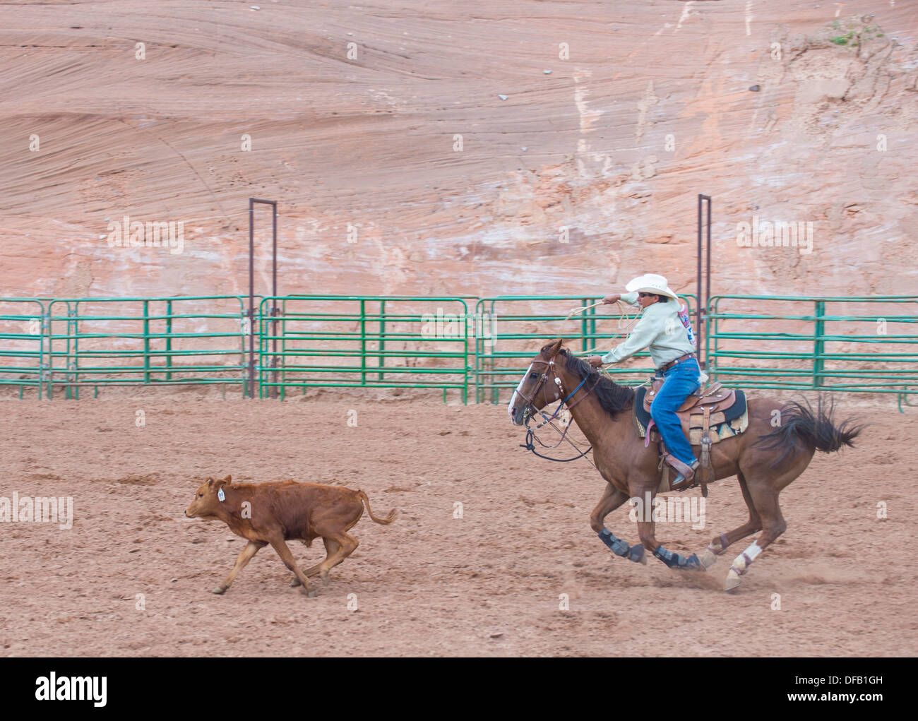 Gallup cow hi-res stock photography and images - Alamy
