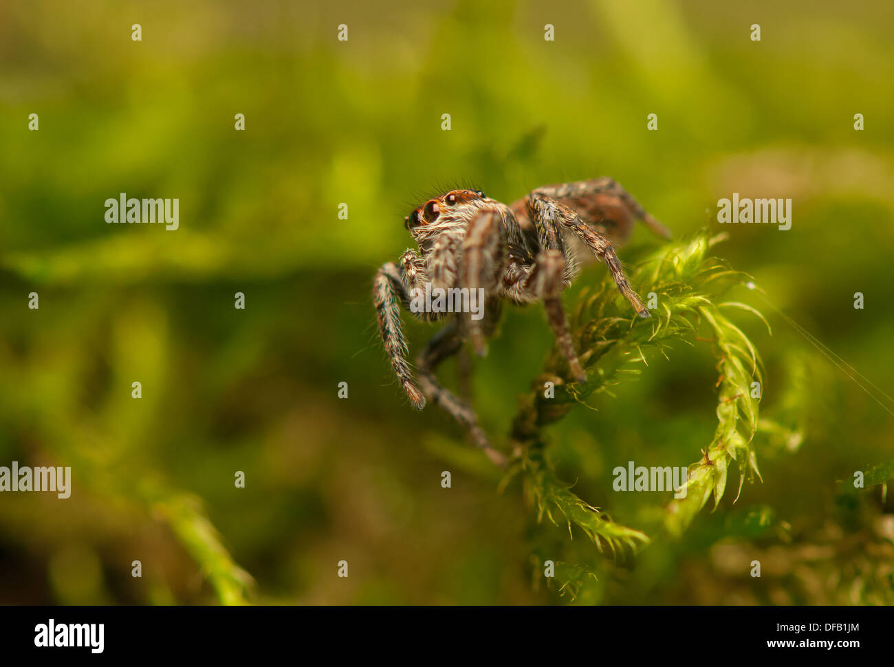 Evarcha falcata, hi-res stock photography and images - Alamy