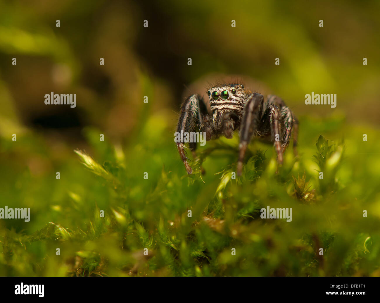 Evarcha - Jumping spider Stock Photo - Alamy