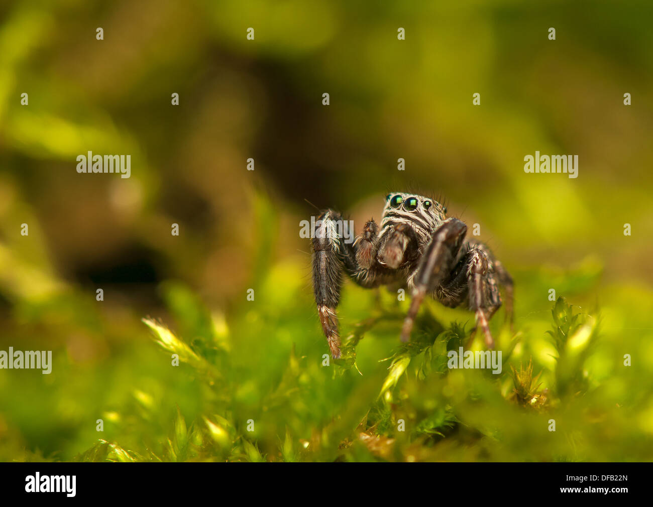 Evarcha - Jumping spider Stock Photo - Alamy