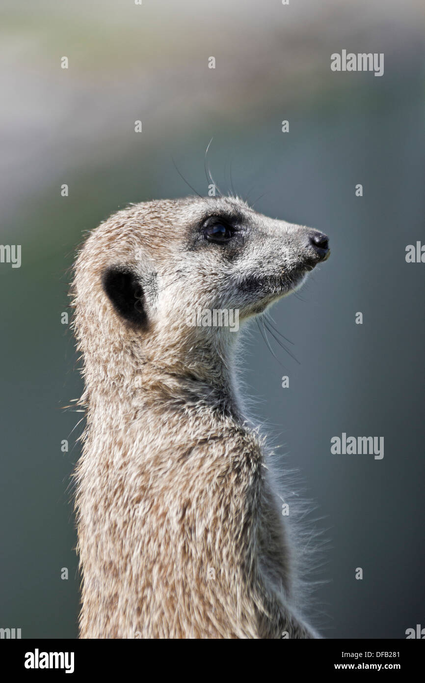 Meerkat head hi-res stock photography and images - Alamy