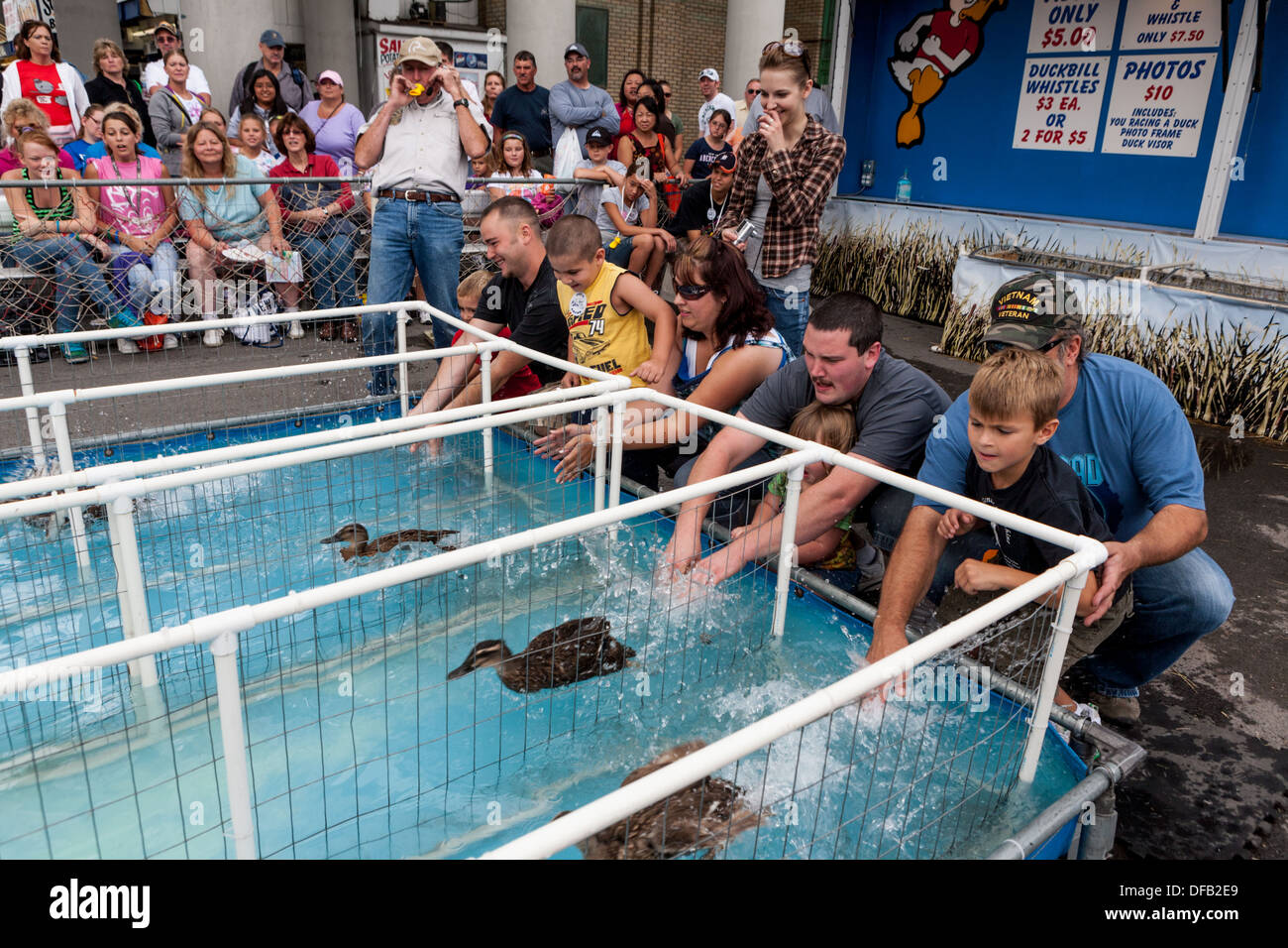 Great duck hi-res stock photography and images - Alamy