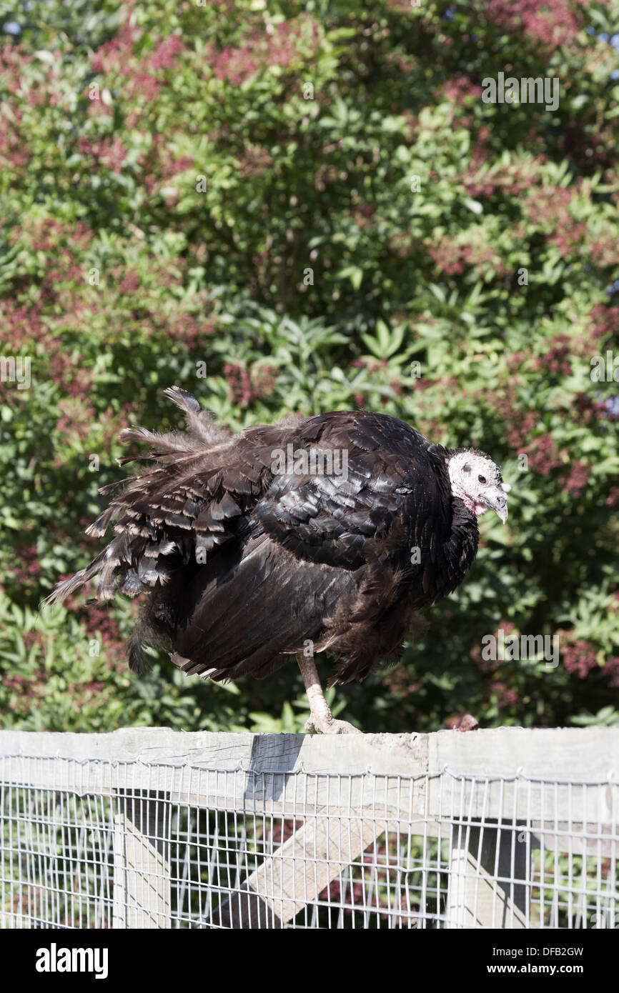 Turkey perched on fence Stock Photo - Alamy