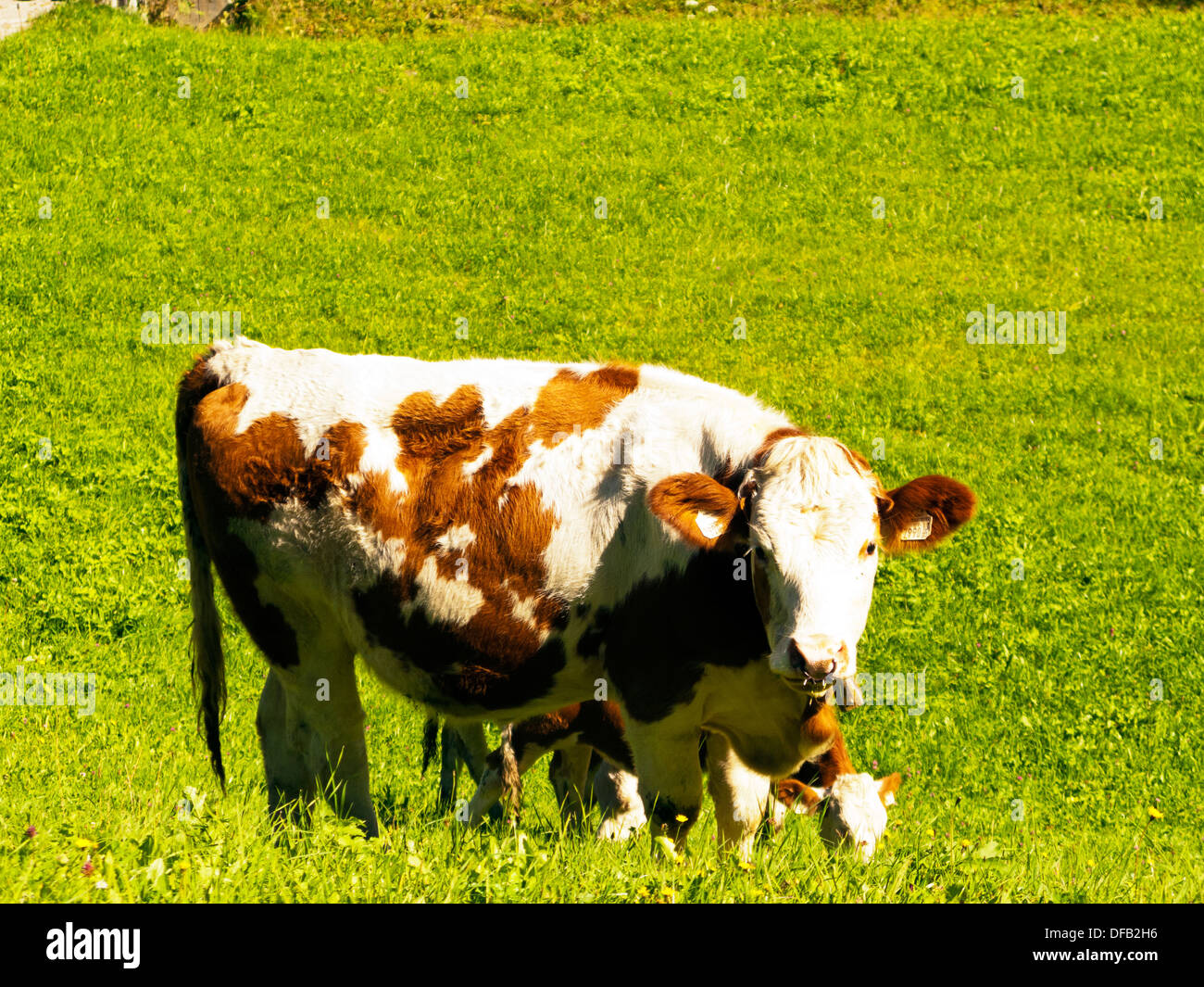 Round neck hi-res stock photography and images - Alamy