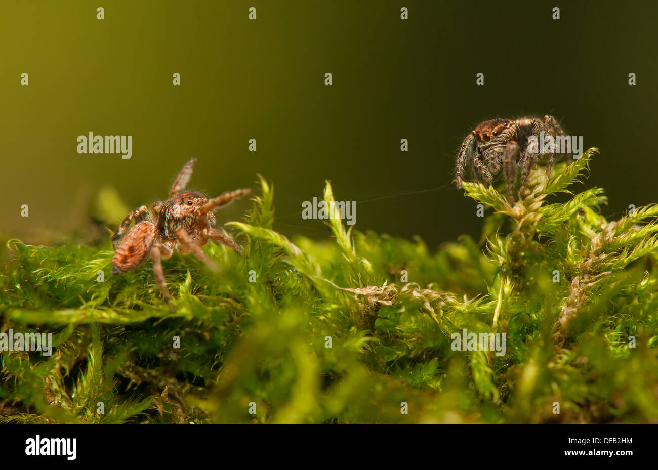 Evarcha falcata, hi-res stock photography and images - Alamy