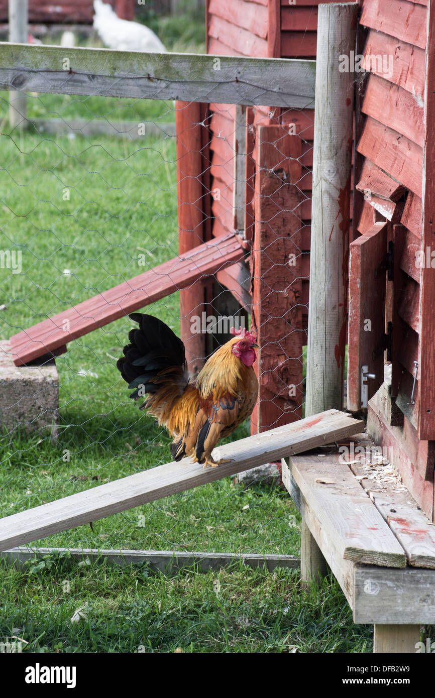 Maran rooster hi-res stock photography and images - Alamy