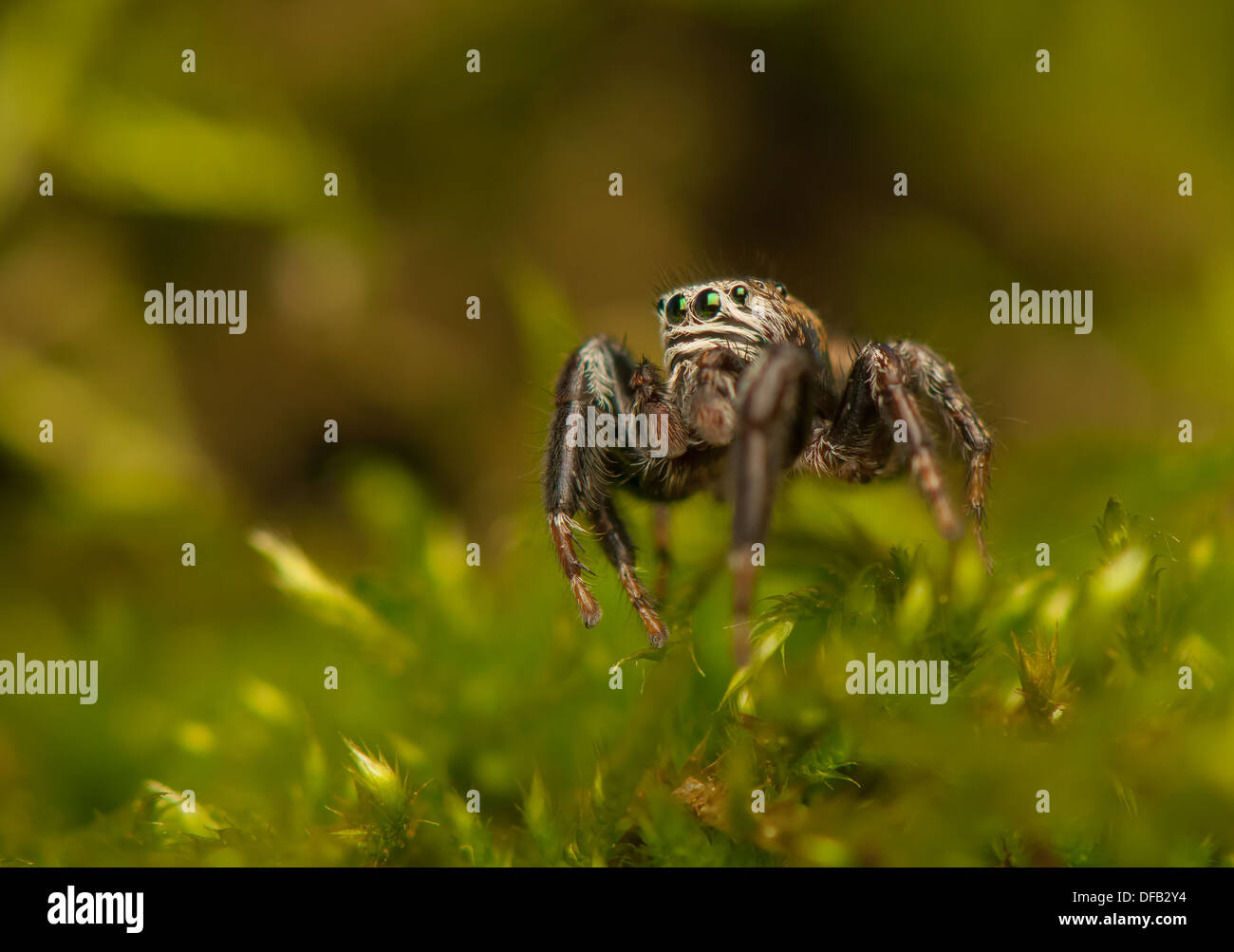 Falcata jumping hi-res stock photography and images - Alamy