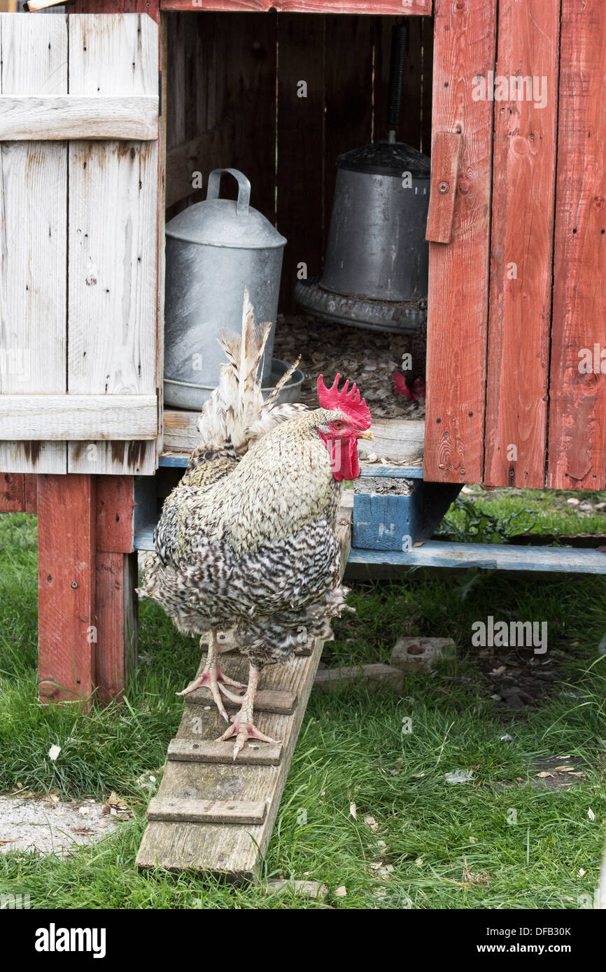 Maran rooster hi-res stock photography and images - Alamy