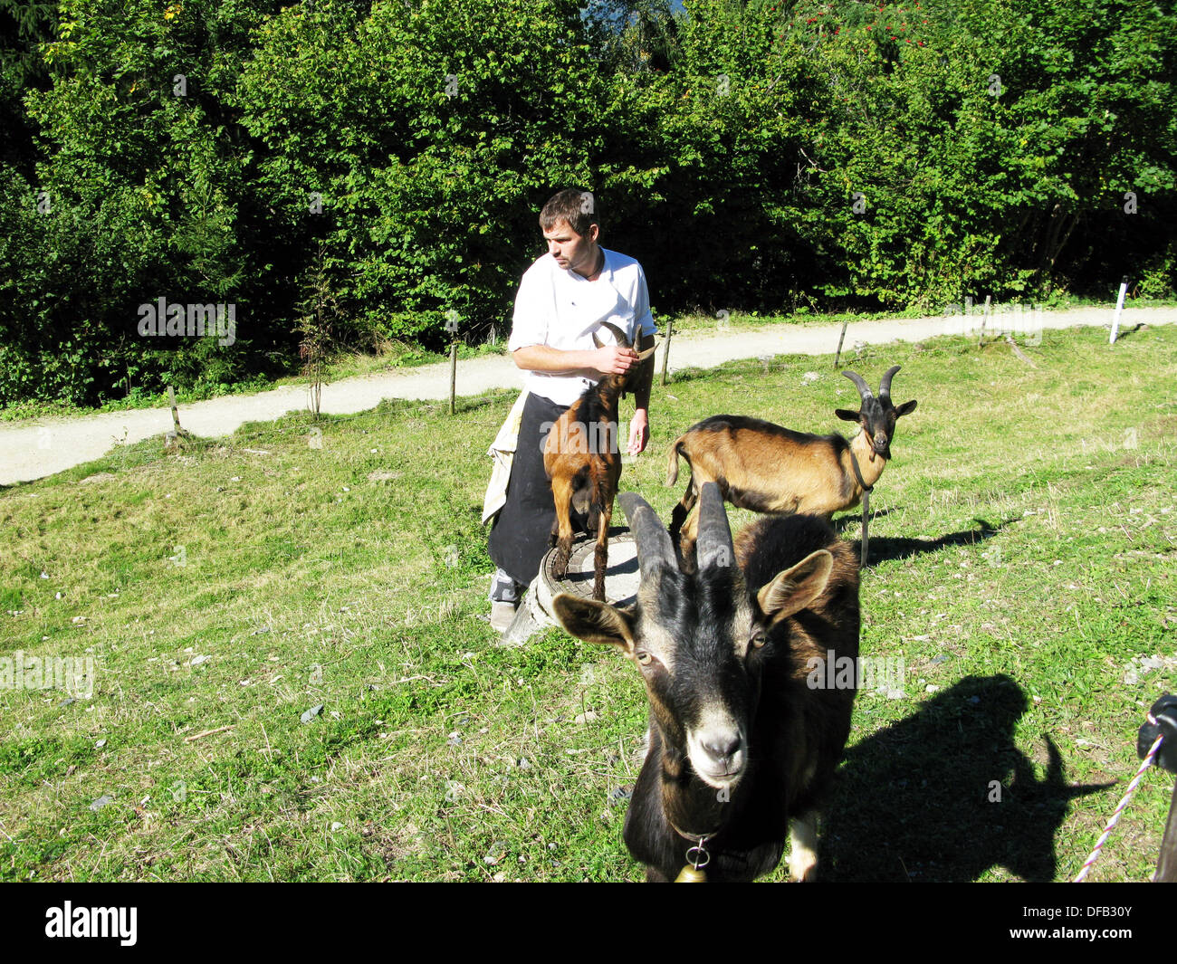 Austria goats hi-res stock photography and images - Alamy