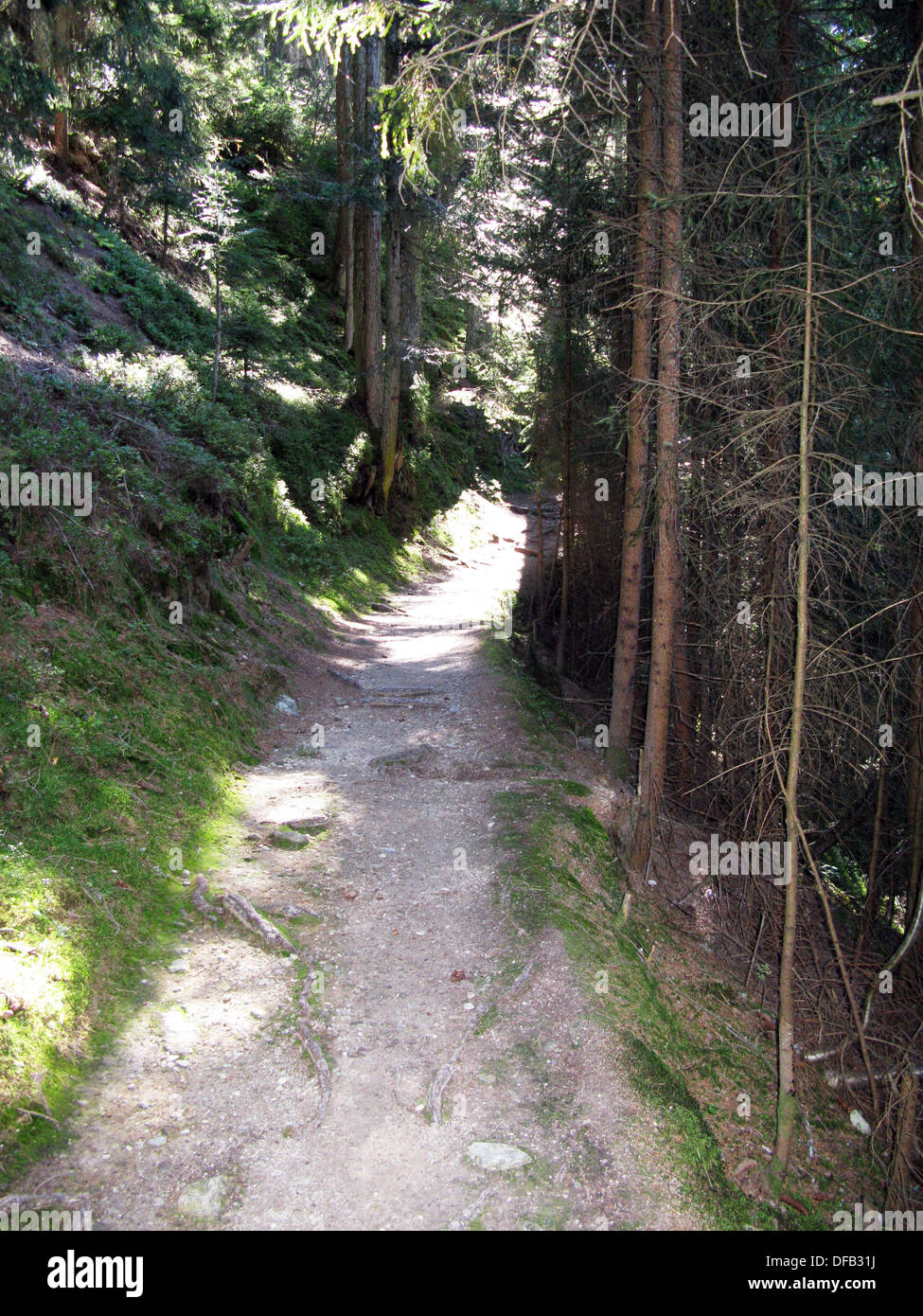 Path through pine trees hi-res stock photography and images - Alamy