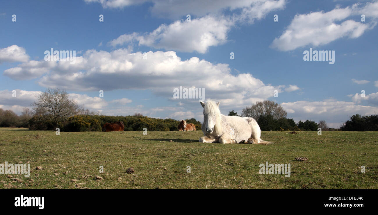 New forest pony sitting on the common Stock Photo - Alamy