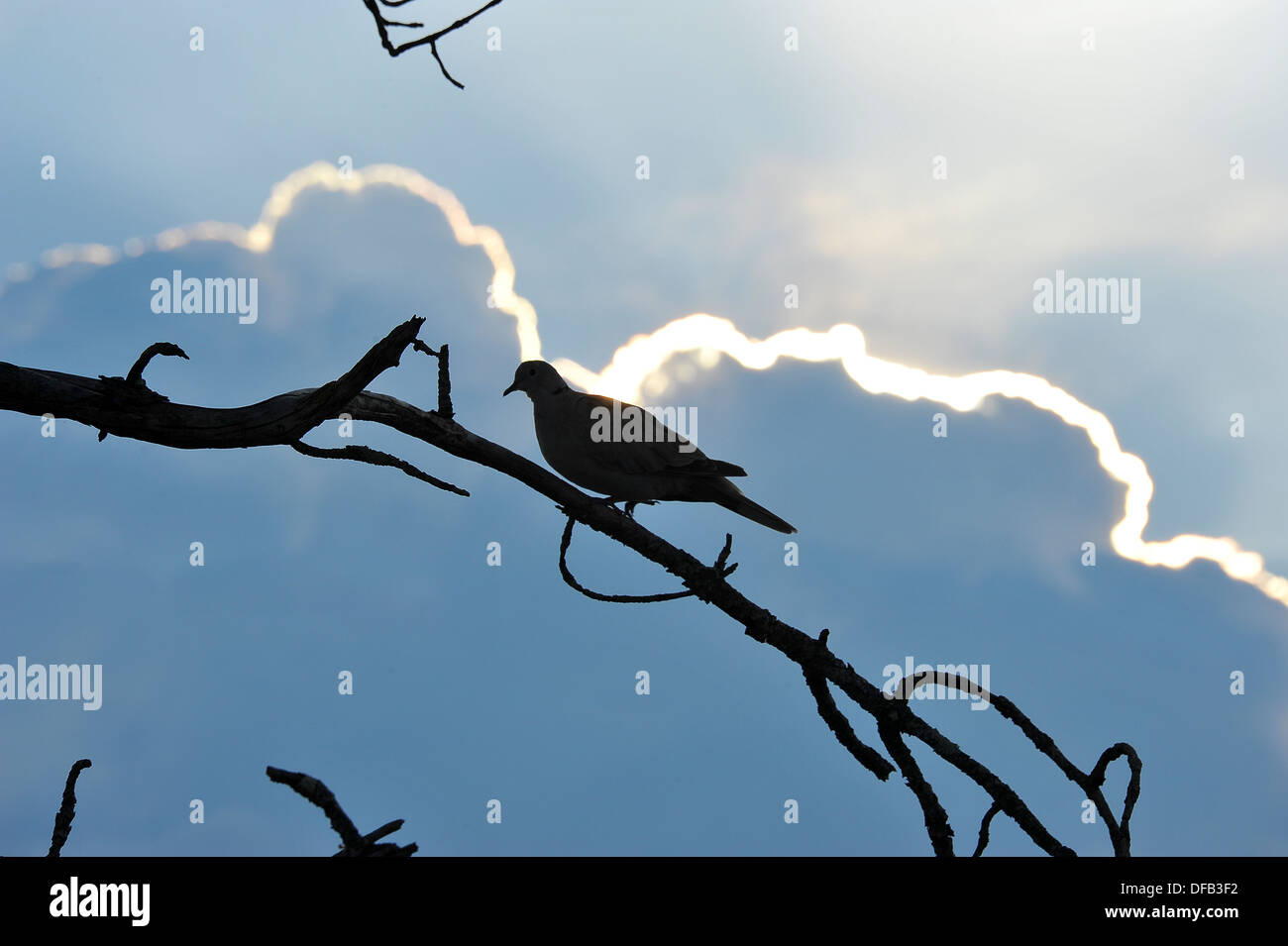 Bird Silhouette with Silver Lining Stock Photo - Alamy