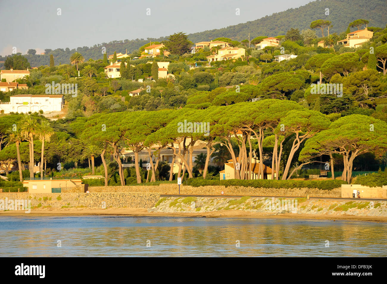 Mediterranean pine trees hi-res stock photography and images - Alamy