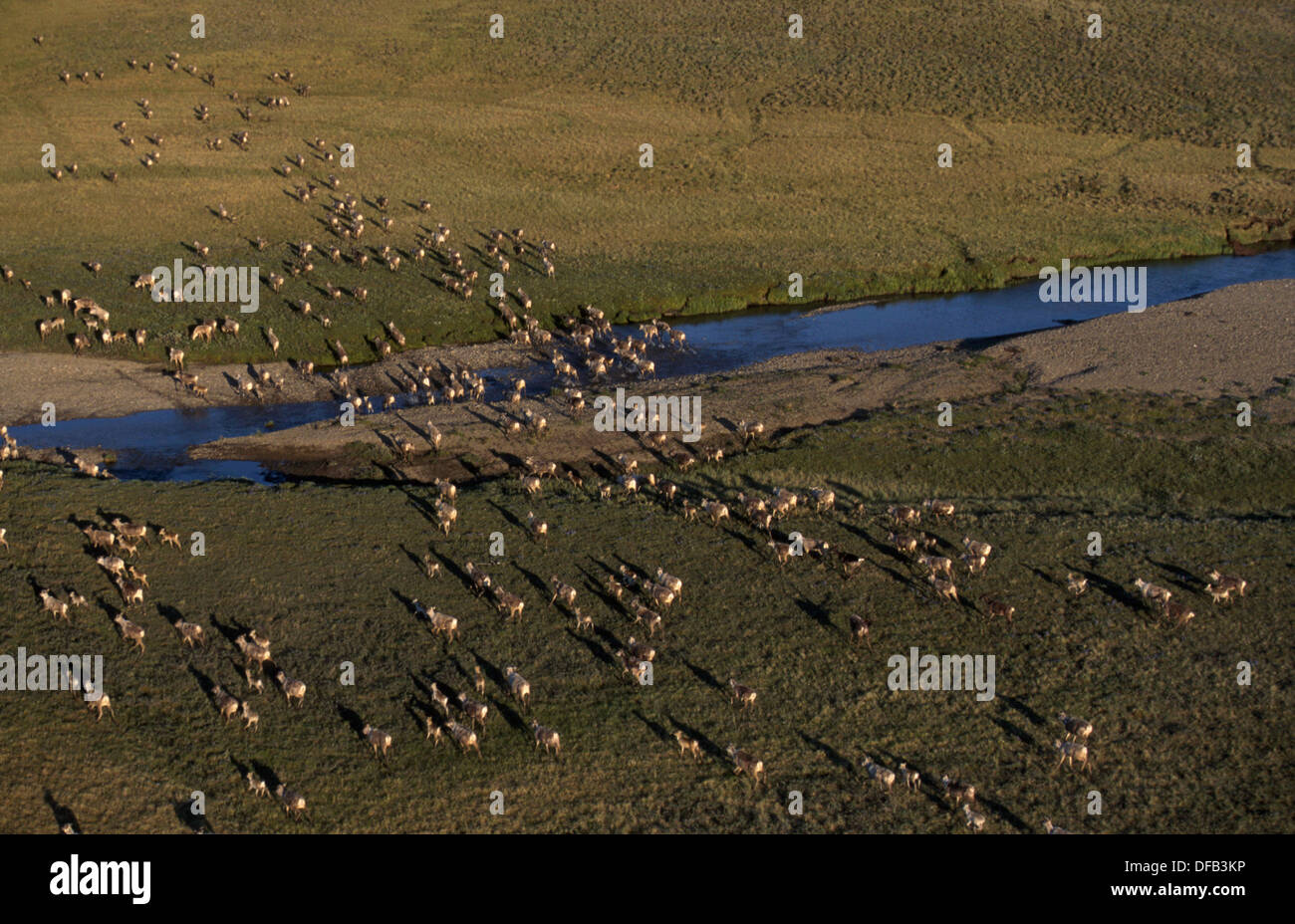 Caribou migration alaska hi-res stock photography and images - Alamy