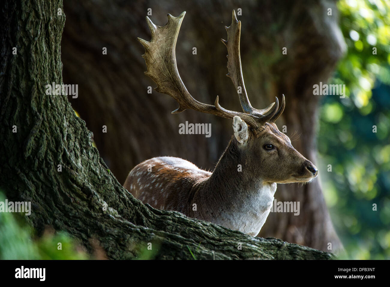 Deer in forest hi-res stock photography and images - Alamy