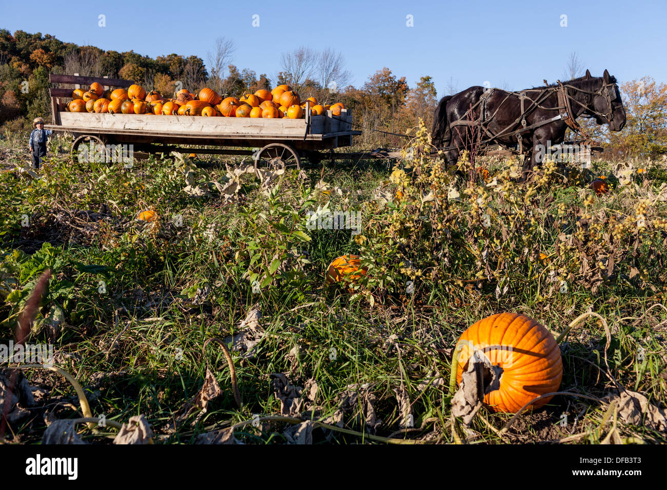Amish pumpkin harvesting, Mohawk Valley, New York State Stock Photo - Alamy